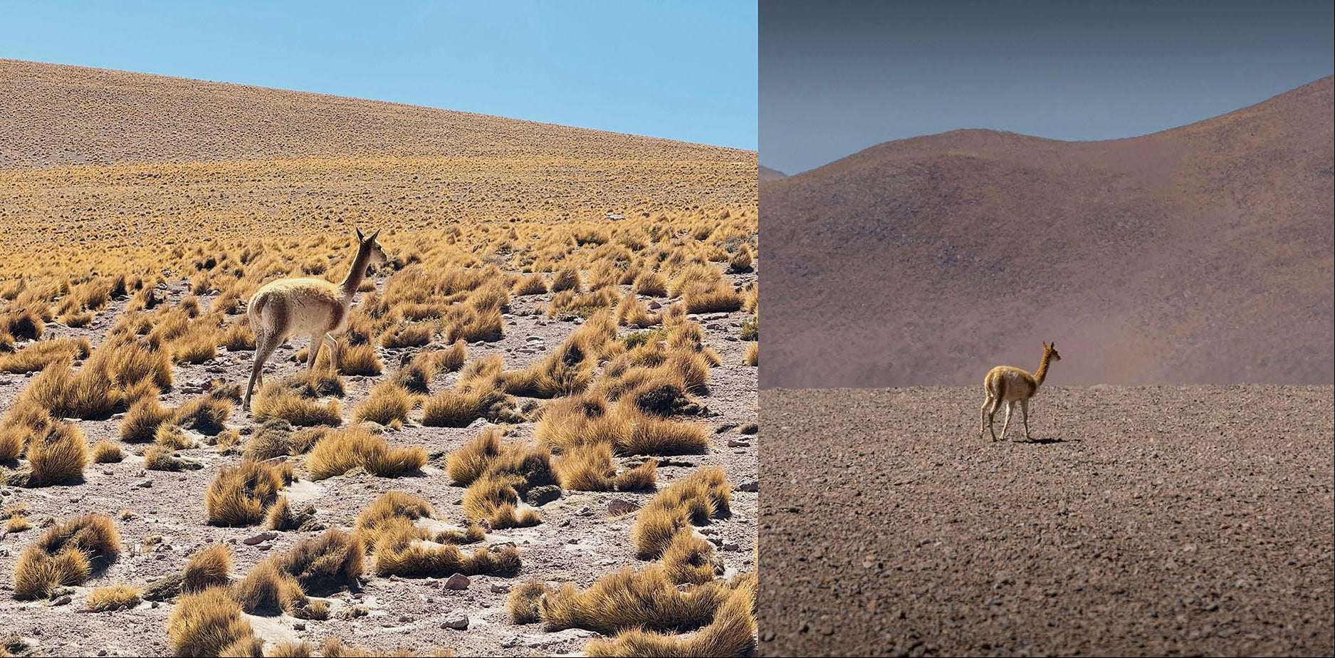 Vicuña – Fedeli